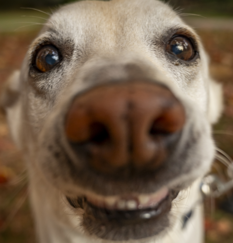 About – © 2025 Dog Nose Games, LLC, all rights reserved.